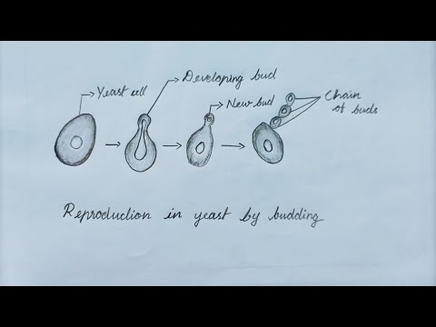 budding in yeast