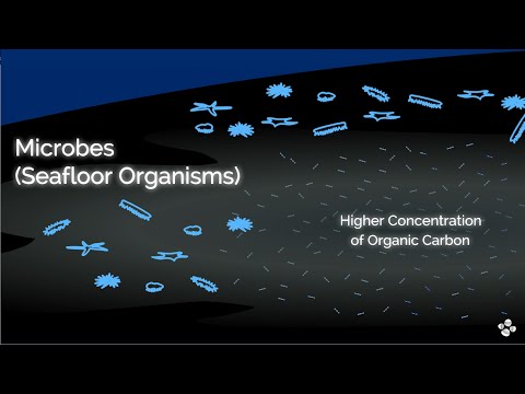 Is Deep Ocean Carbon Storage a Good Idea?