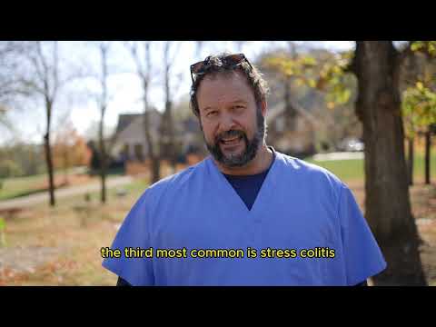 Bloody Stool in #dogs: Causes and DIY Remedies, by Marc Smith, DVM, MS