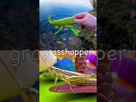 Learn Bug Insect Names for Babies Kids at the Pond: Ladybug Slug Grasshopper #SpringOnYouTube