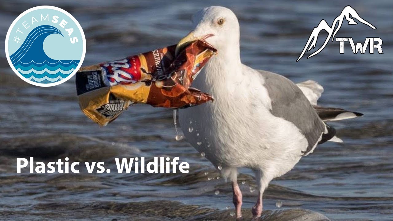 The Impact Of Plastic Pollution On Wildlife (And What We Can Do To Help)! #TeamSeas