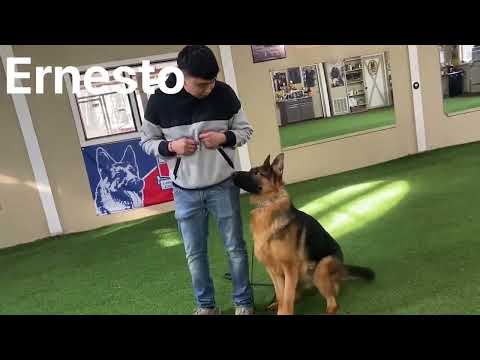 Ernesto vom Essweller Tal of Mittelwest German Shepherds