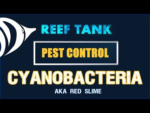 RED SLIME!!! - Reef Tank Pest Control #3: How to Get Rid of Cyanobacteria