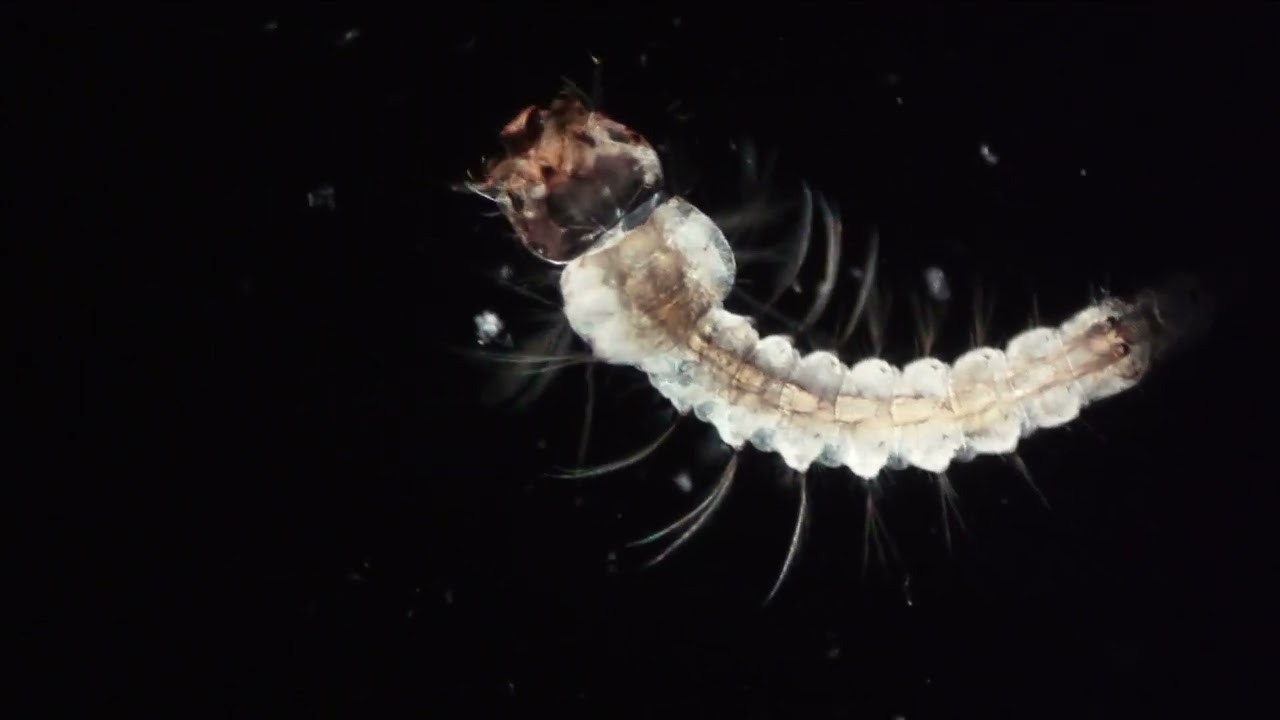 Malaria mosquito larva, light microscopy