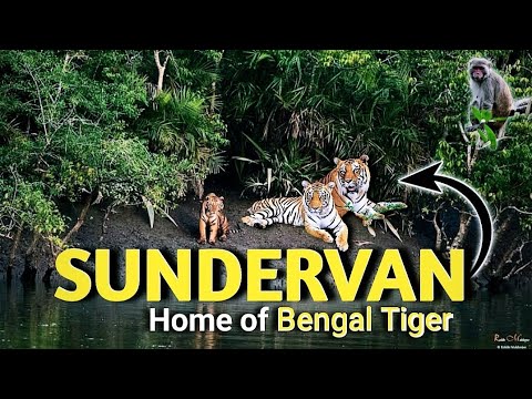 sunderban Delta : home of Bengal tiger