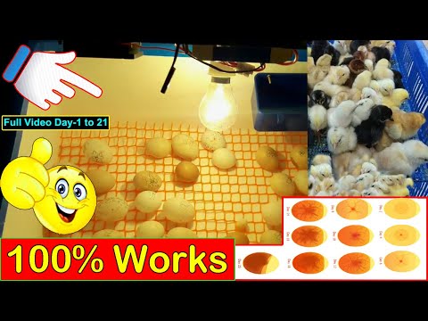 BEST EGG INCUBATOR | AMAZING DIY INCUBATOR RESULT DAY 1 TO 21 | CHICKEN INCUBATOR | YOU CAN DO THIS