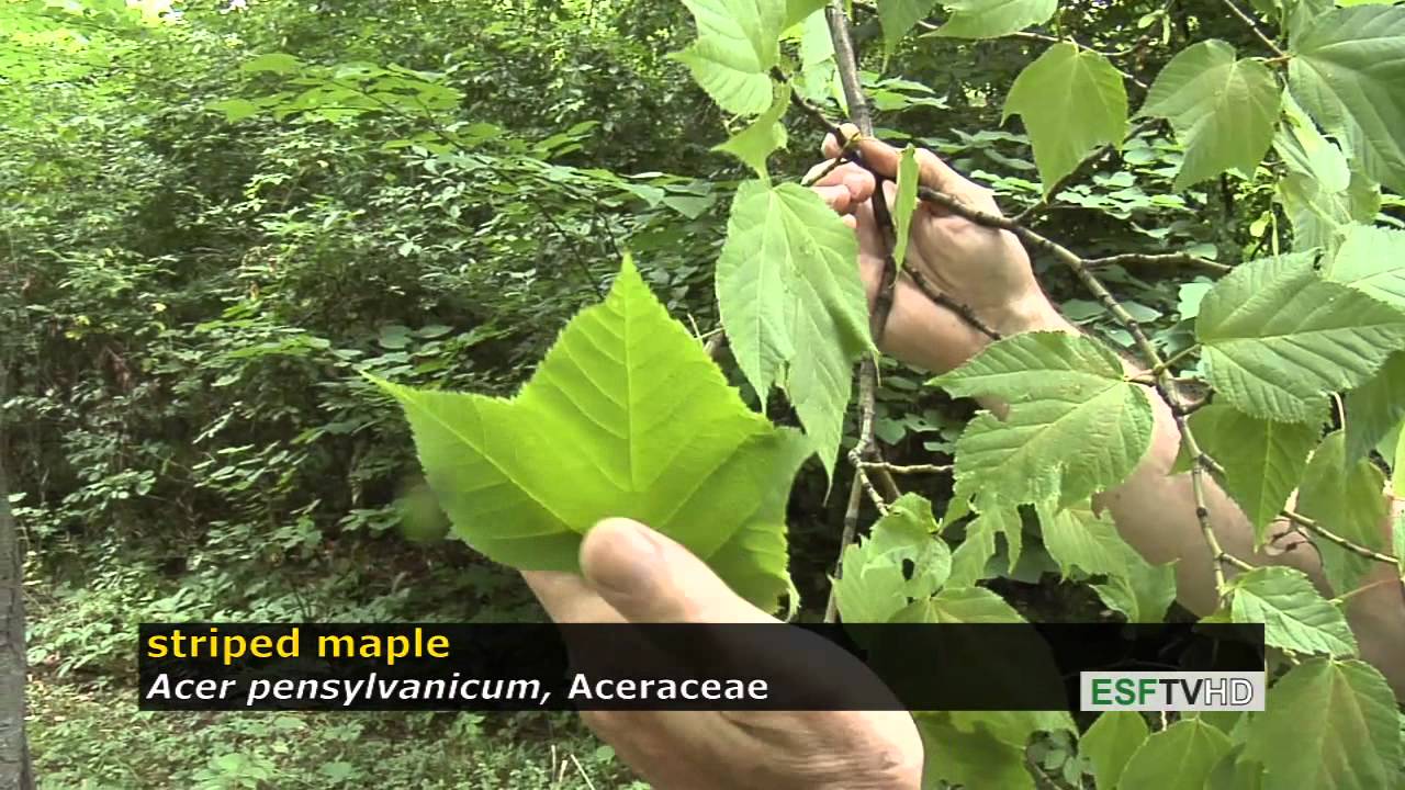Trees with Don Leopold - striped maple