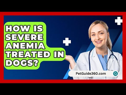 How Is Severe Anemia Treated In Dogs? - PetGuide360.com