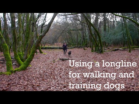 Using a long line for walking and training dogs