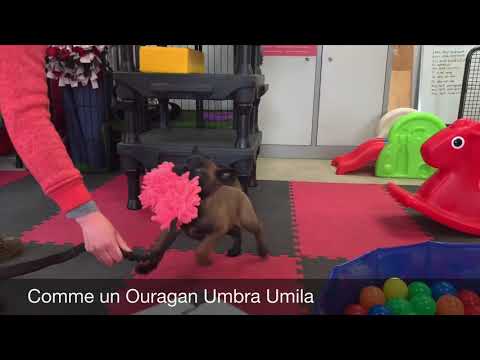 U-pups individual puppy playground introduction