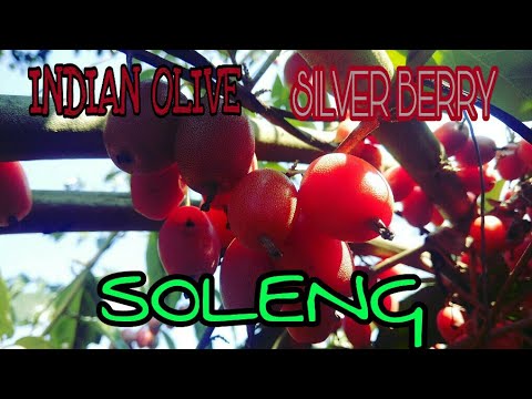 Different Local Names of Silver Berry// Soleng//Solengni