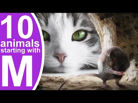 Learn 10 animals with beginning with the letter M for children