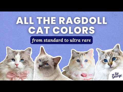 All the Ragdoll Cat Colors Including the Rare Non-Standard Colors | Sir George the Ragdoll