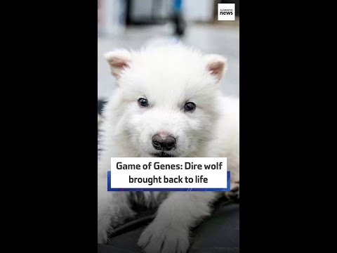 Video | Game of Genes: Dire wolf brought back to life | Hatha Alyoum
