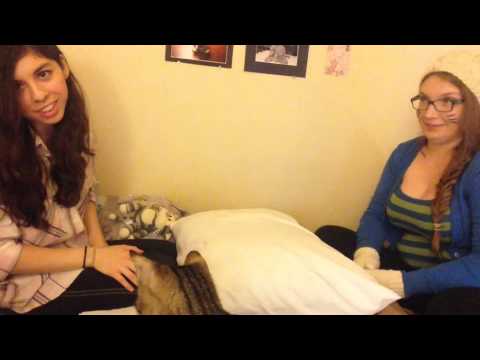 A Preference Assessment - With a Cat!
