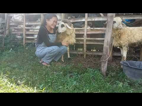 Kambing Qurbanku