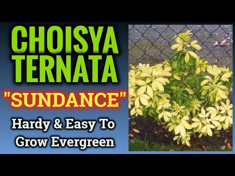 Choisya Ternata "Sundance" - How To Care For This Reliable Evergreen