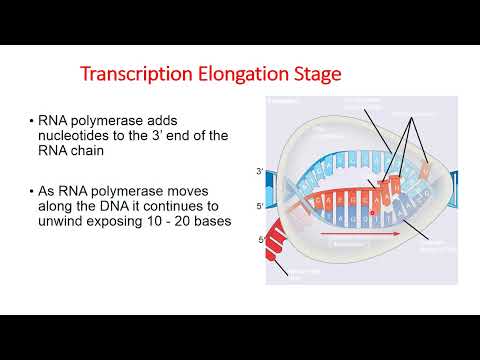 Transcription Elongation Stage Simplified