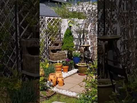 TINY BACKYARD GARDEN #new #garden #flower #plants #shorts