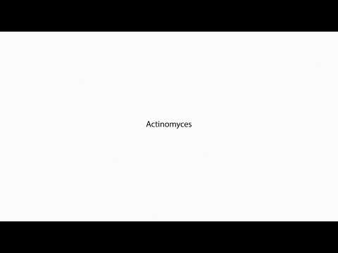 Actinomyces PRONUNCIATION