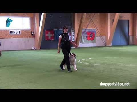 Finals - Inna Bazhenova + Nafani Zigzag of Fortune / Border Collie - Russia