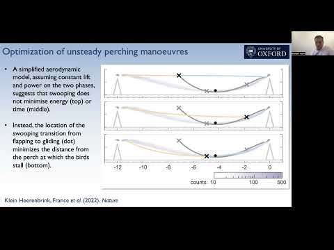 Visually guided morphing-wing flight in birds