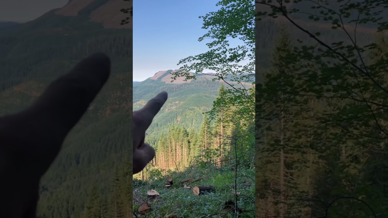 Logging Industry Land Use Explained