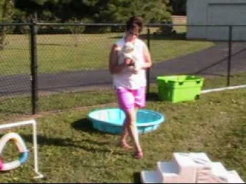 Puppy Playground With Agility Equipment