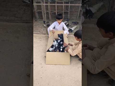 Kabootar ki video ❤️ || Pigeon video || Kabootar || Pigeon 🔥#shorts #pigeon #kabootar
