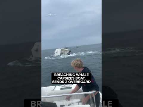 Breaching whale capsizes boat, sends 2 overboard