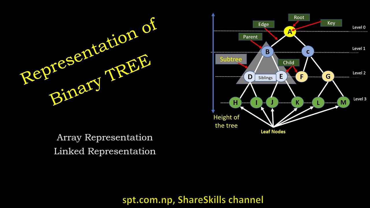 Array and Linked representation of Binary Tree with Child  & parent node calculation with examples