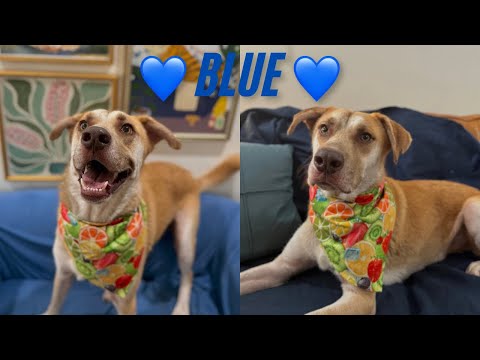 Dog for adoption - Blue with the Golden Eyes, a Labrador Retriever ...