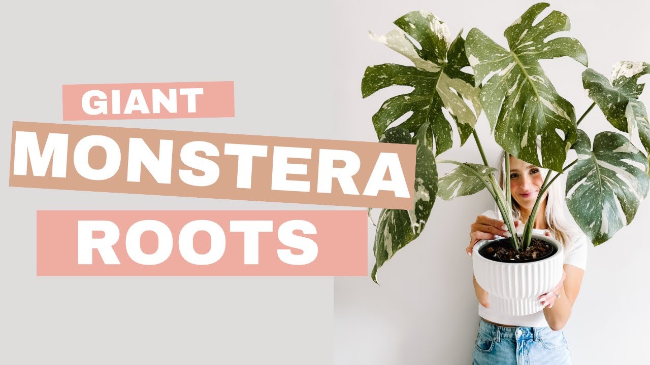 Monstera Thai Constellation repot & care tips!