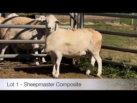 Latest Store Sheep, Slaughter & Stud Ram Sales | AuctionsPlus