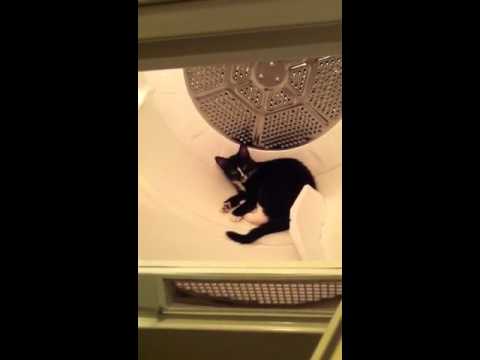 Kitty in Dryer