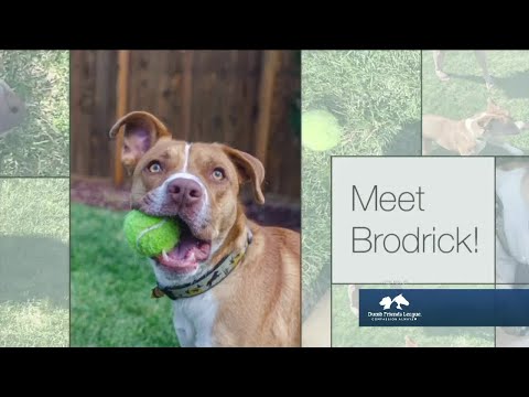 Denver Dumb Friends League: Meet Brodrick!