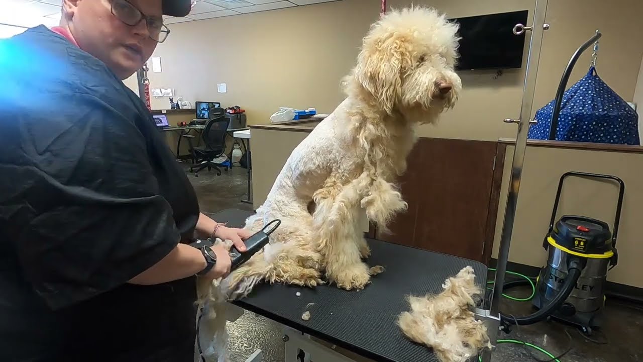 EXTREMELY Matted Doodle Gets RELIEF!