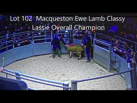 20220117130830 lot 102 Macqueston OA Champion 7500gns