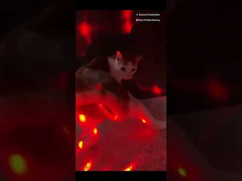 Cat Twerking | @StanleyTheStanMan