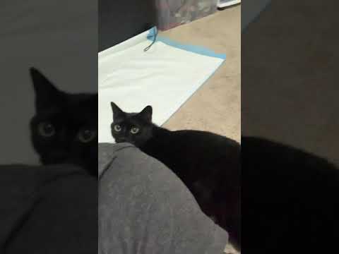 Fat cat breathing hard...