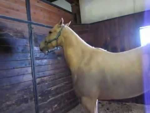Equine Sports Massage