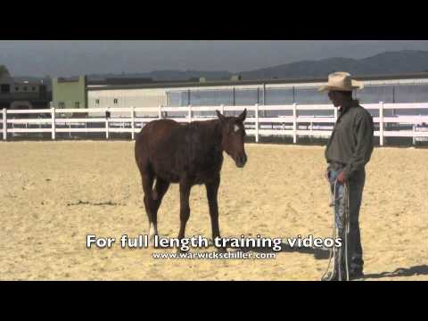 Keeping a yearling's attention