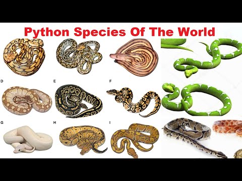 Python Species - All Python Species Of The World