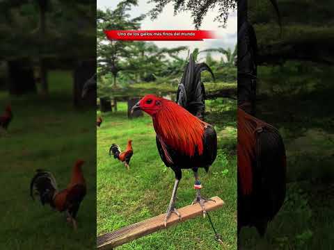 Uno de los gallos más finos del mundo 😍 te gustan los obscuros? #galleros #rooster #aves #gallosfc