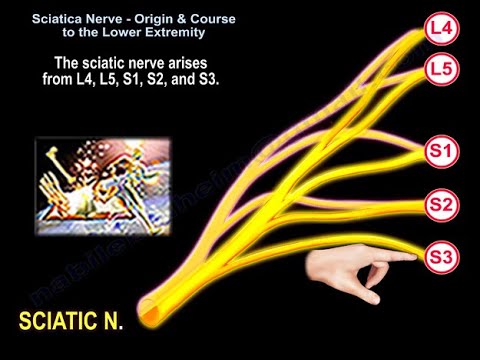 Sciatic Nerve Origin & Course to Lower Extremity - Everything You Need To Know - Dr. Nabil Ebraheim