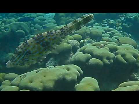 Caribbean Fish Behavior: Fiesty Territorial Defenses"