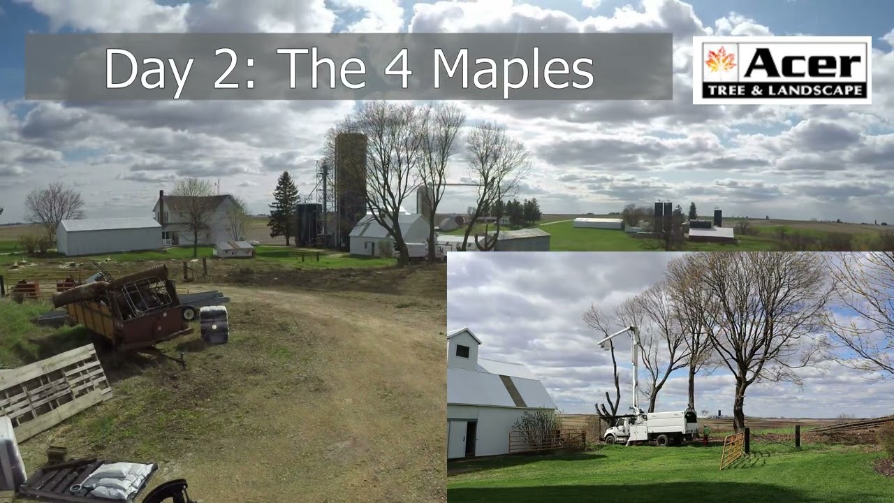 Spruce Windbreak Removal by Acer Landscape