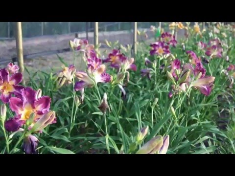 The Lily Farm-Lily Farm Grape Ape 2016 diploid introduction Video 2 of 2