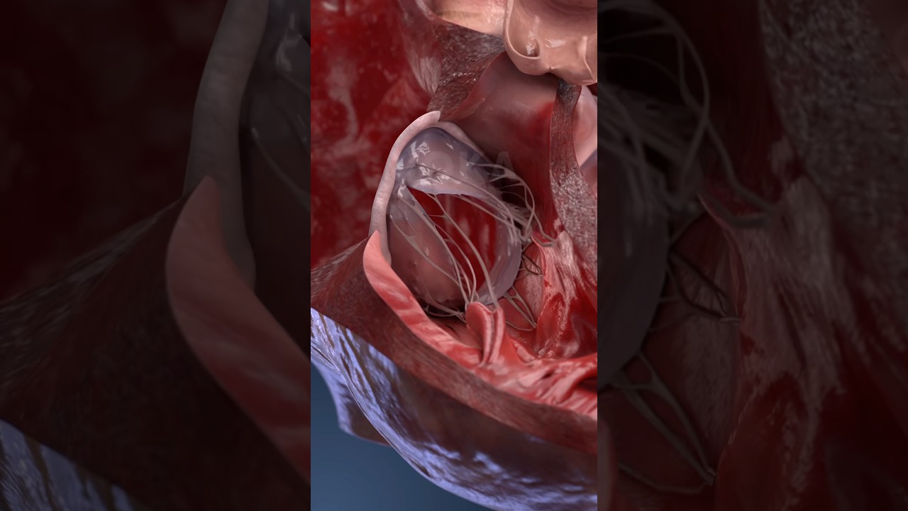Dentro de tu corazón: ve cómo se mueve en 3D #3danatomía