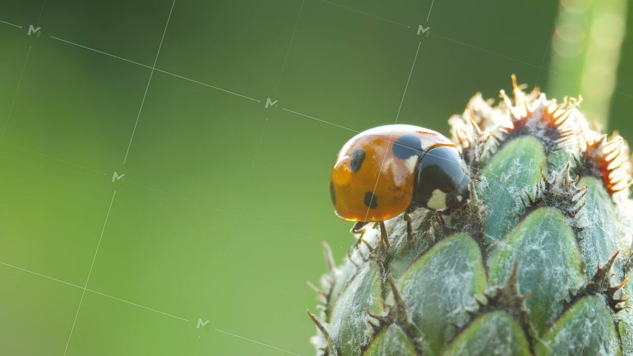 Bright red ladybug insect with black dots